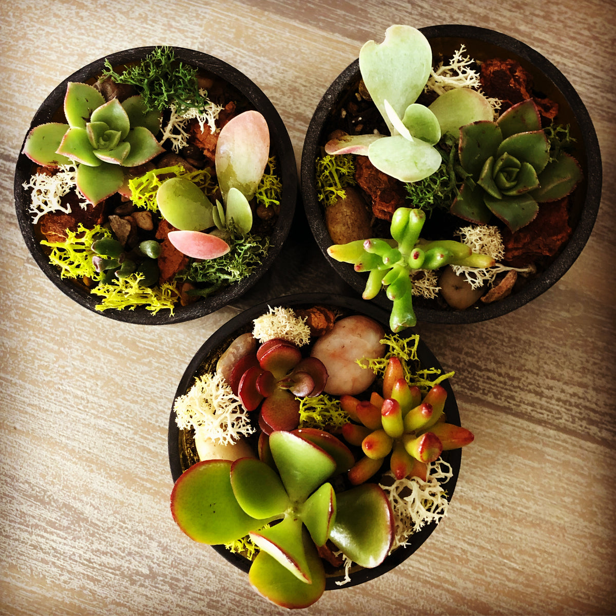 WINE BOTTLE TERRARIUMS – ReCrafted Designs